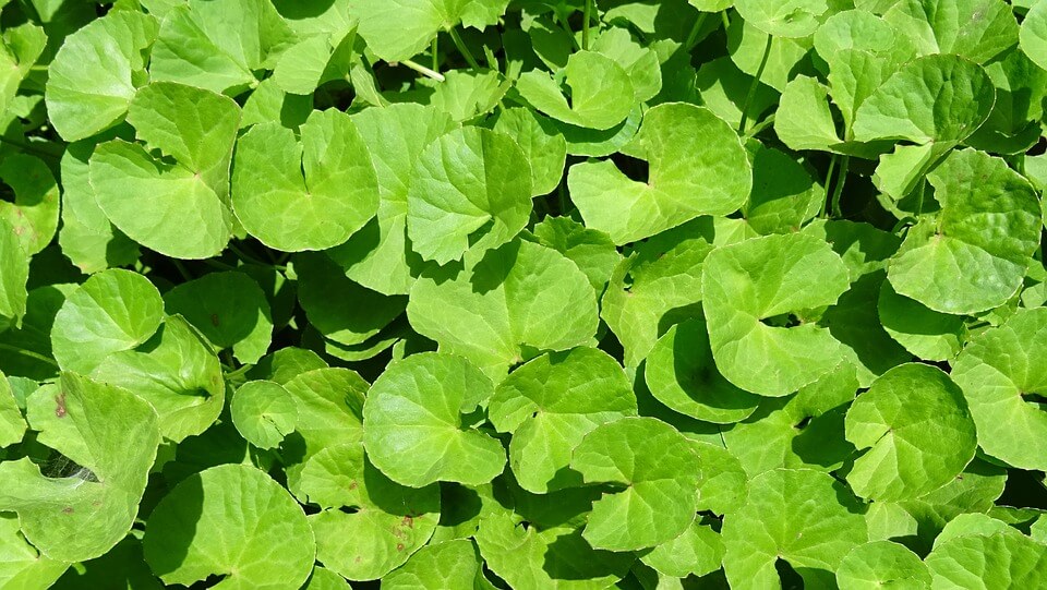 Understanding The Benefits Of Brahmi | Branolia