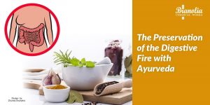 Secret of Ayurvedic Medicine for Digestive Problem | Branolia