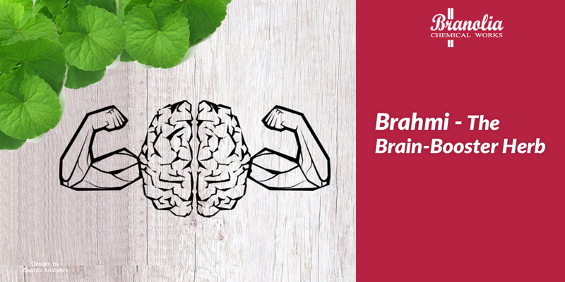 Brahmi – A Brain-Boosting Herb | Branolia