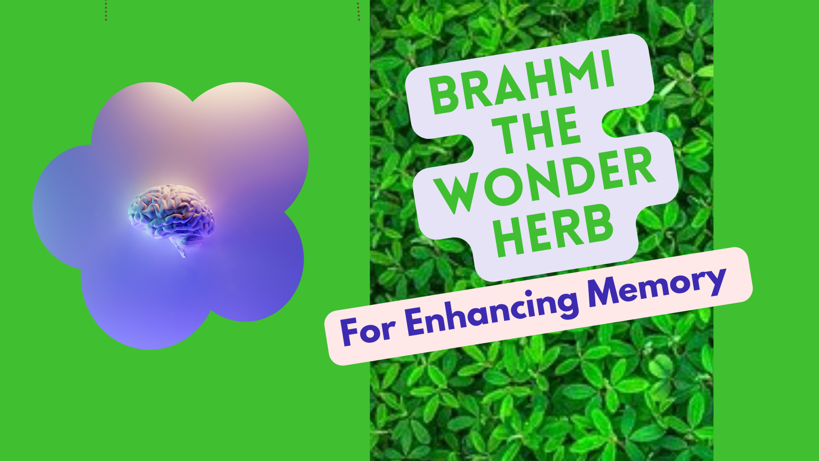 BRAHMI ,the medicinal herb for Enhancing Memory | Branolia