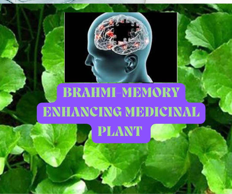 BRAHMI ,the medicinal herb for Enhancing Memory | Branolia
