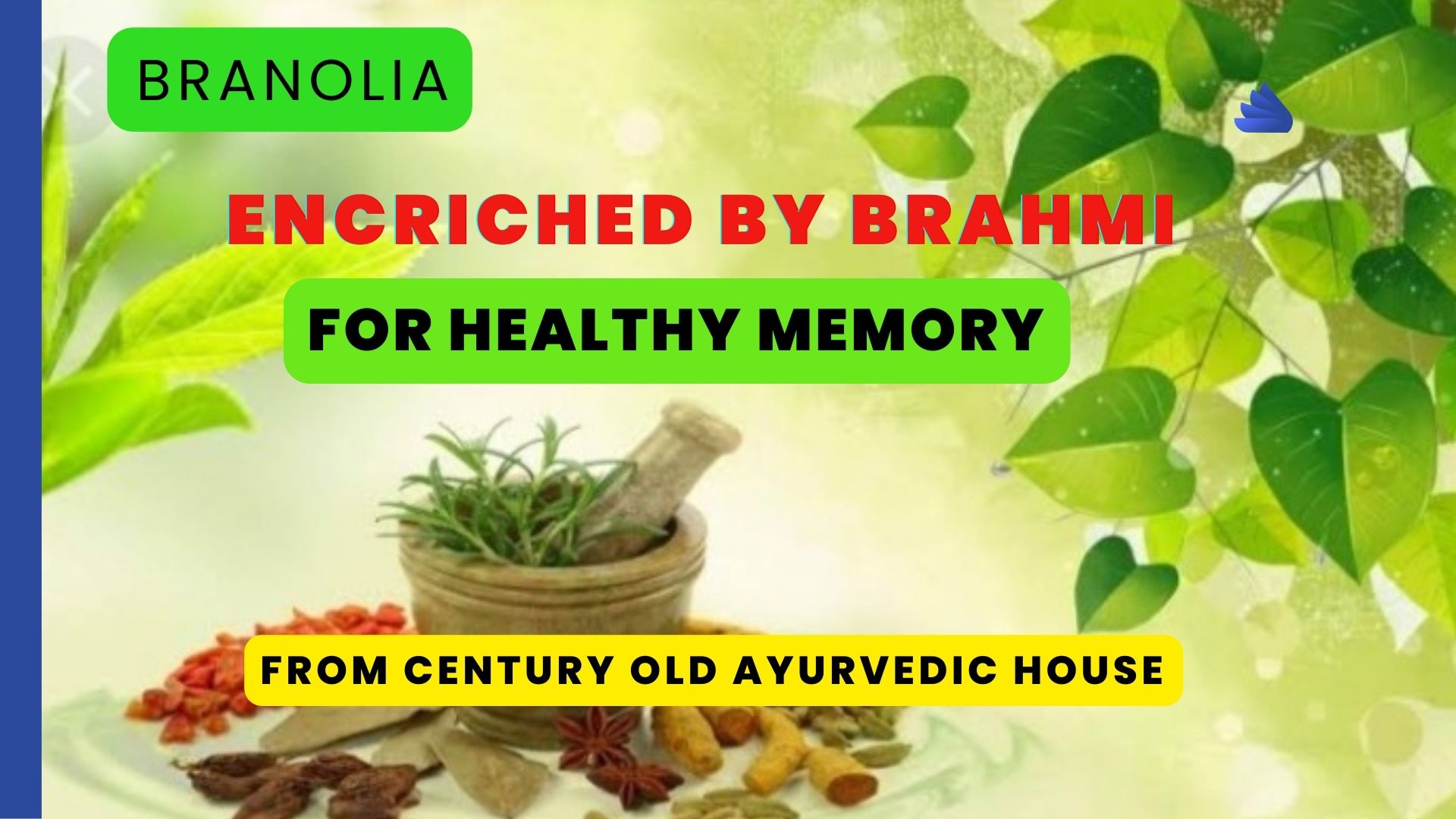 Brahmi the Memory Enhancer Ayurvedic Medicinal Plant | Branolia